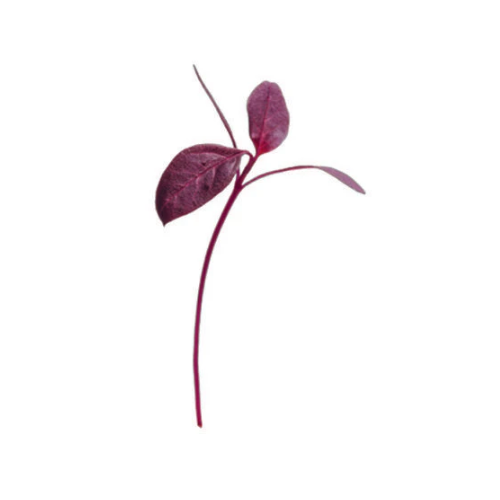 Micro Red Amaranth Cress - 1 pkt – Fresh Connect