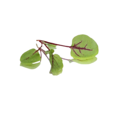 Micro Red Vein Sorrel - 1 pkt – Fresh Connect