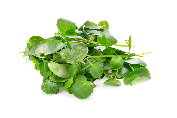 Lettuce Watercress 100g – Fresh Connect